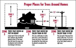 Maintaining and Planting Tree Tips - NineStar Connect